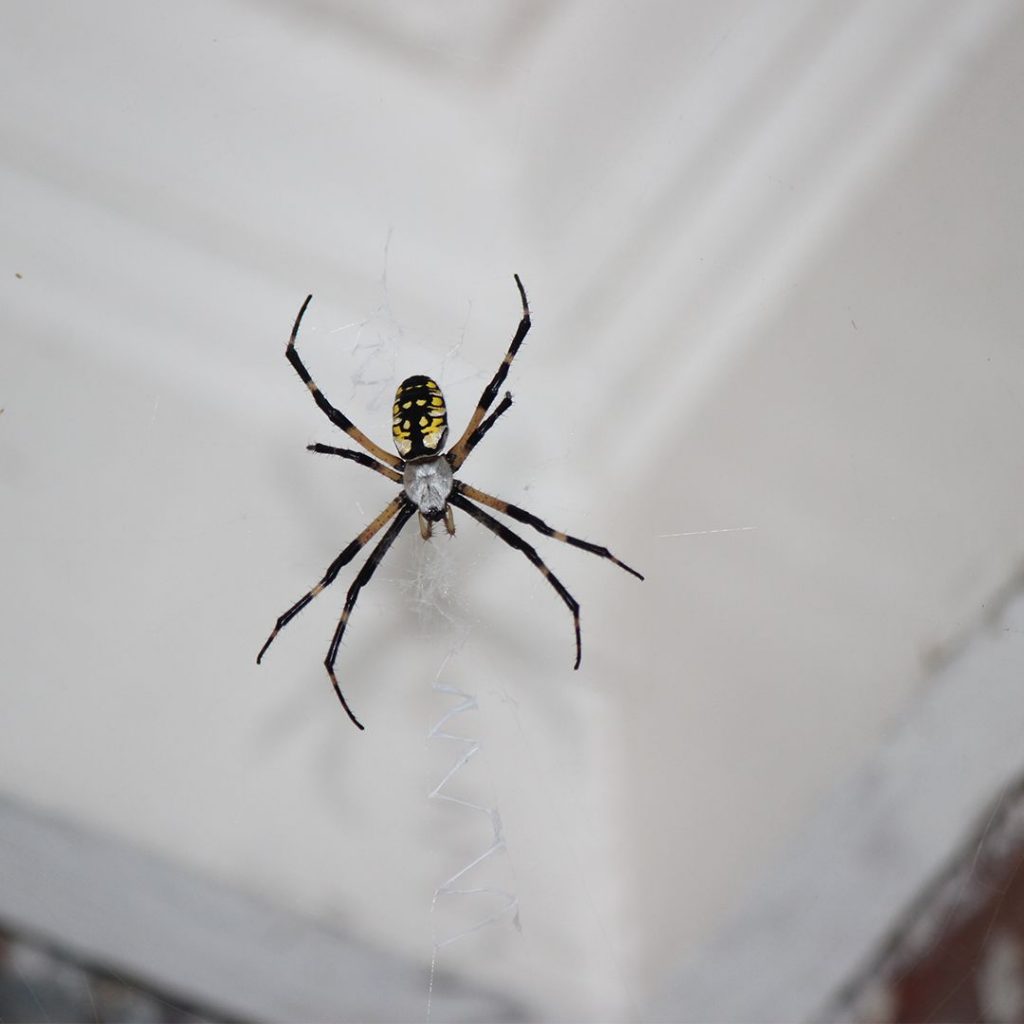 Five Tips to Prevent Spiders · ExtermPRO