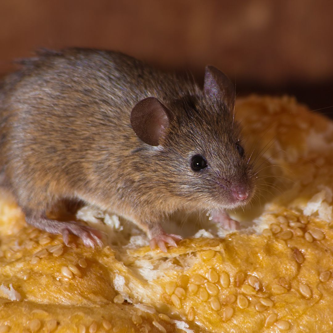 Mice in Warrenton, VA · ExtermPRO