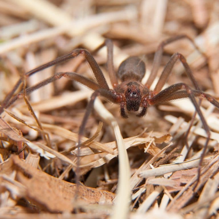 Facts About Brown Recluse Spiders · ExtermPRO Facts About Brown Recluse Spiders · ExtermPRO