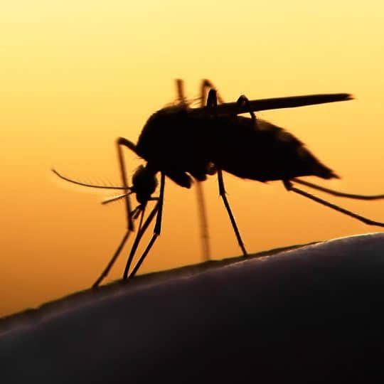 How Long Do Mosquitoes Live? · ExtermPRO How Long Do Mosquitoes Live? · ExtermPRO
