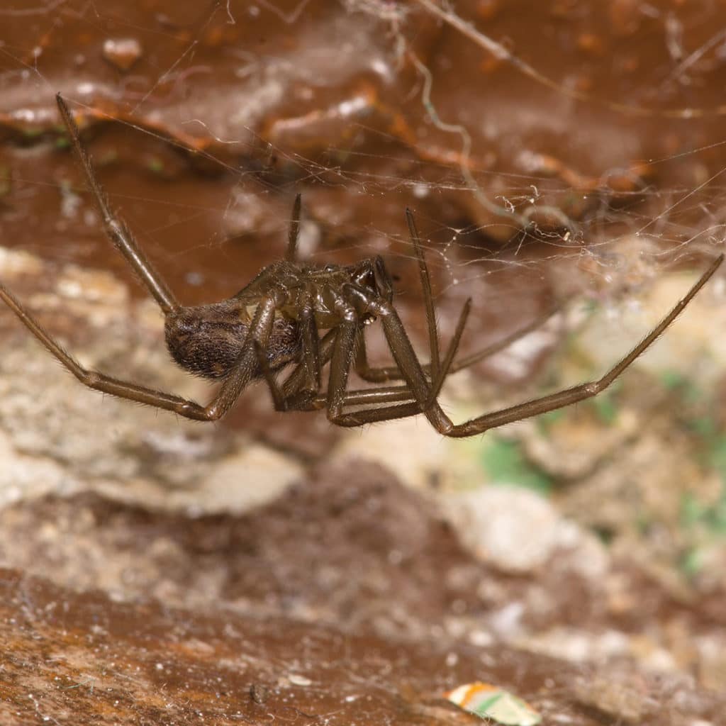 Spider Spotlight: The Brown Recluse · ExtermPRO Spider Spotlight: The Brown Recluse · ExtermPRO