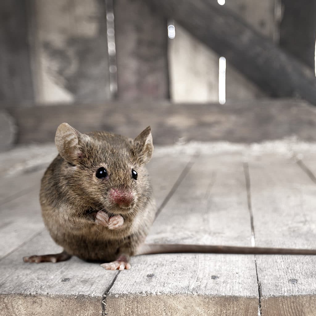 How Quickly Can Mice Reproduce in Your Home? · ExtermPRO
