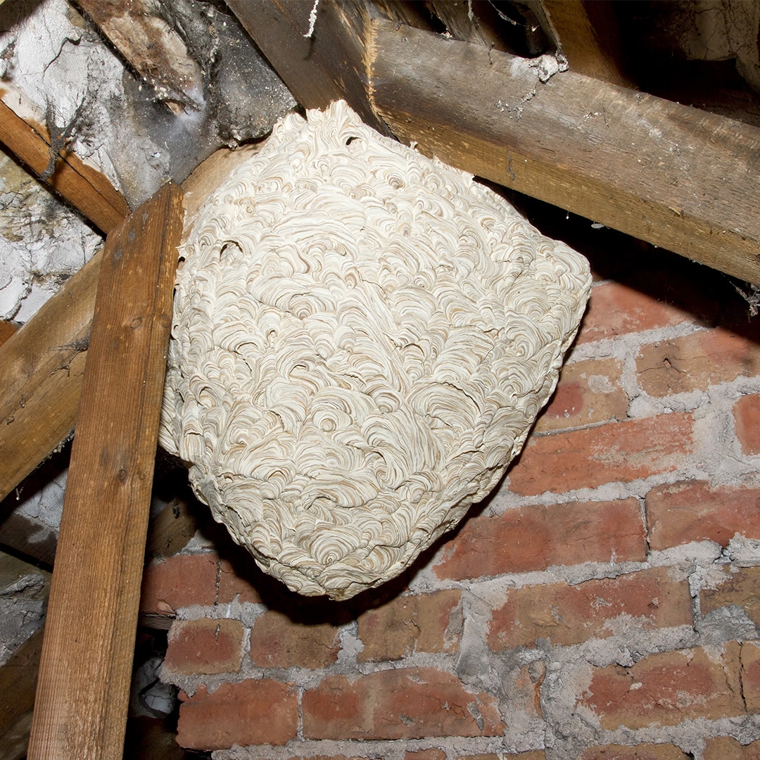 Diy Wasp Nest Removal Five Things To Consider · Extermpro
