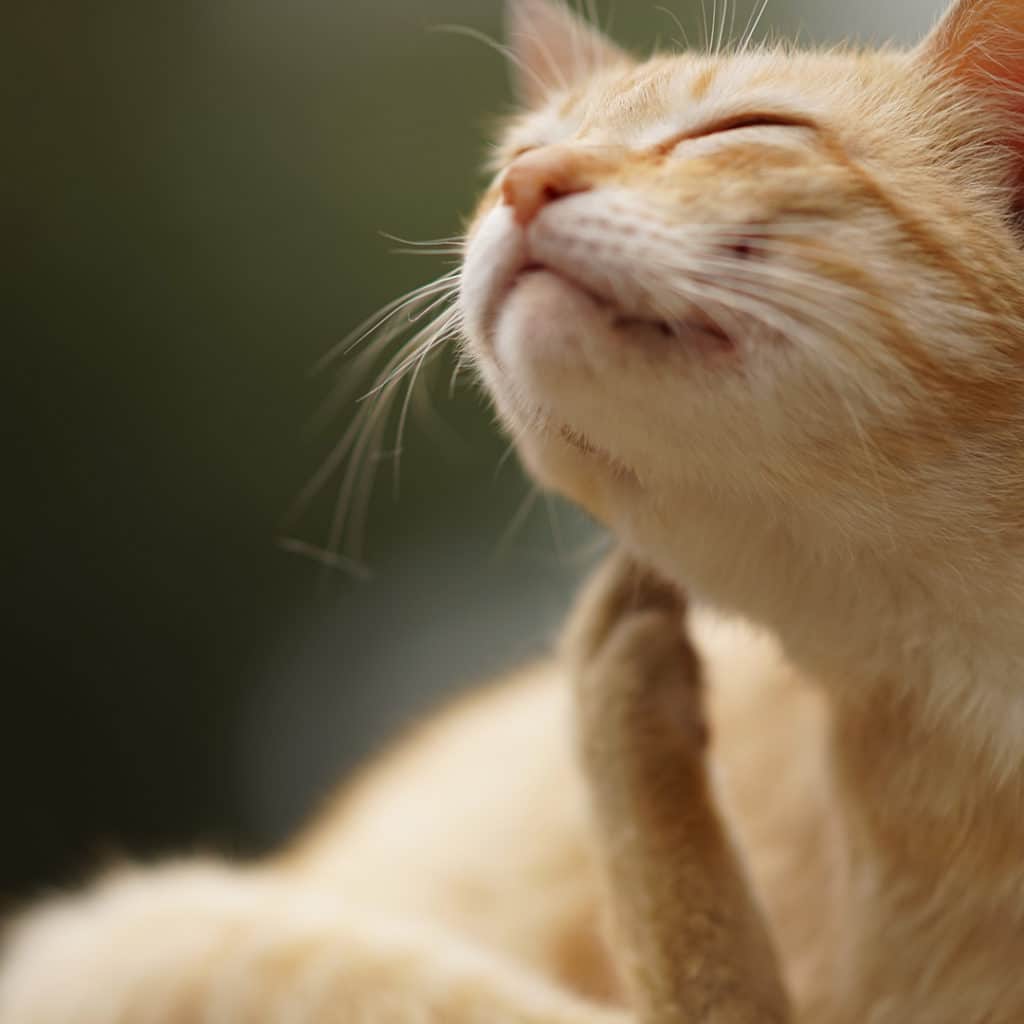 How to Tell If You Have a Flea Infestation · ExtermPRO