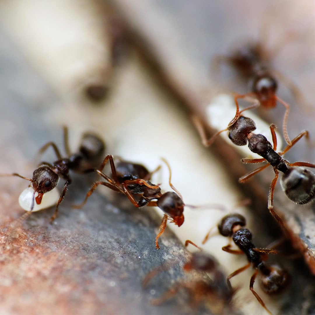 Tiny Grease Ants
