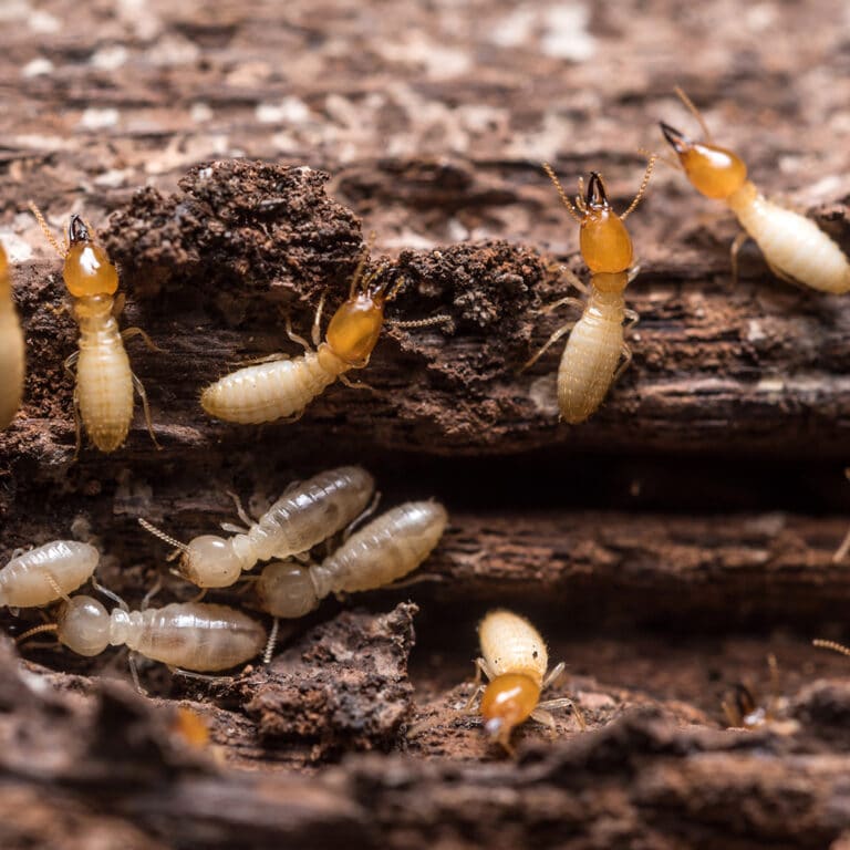 Termite Damage Identification at Virginia Homes · ExtermPRO
