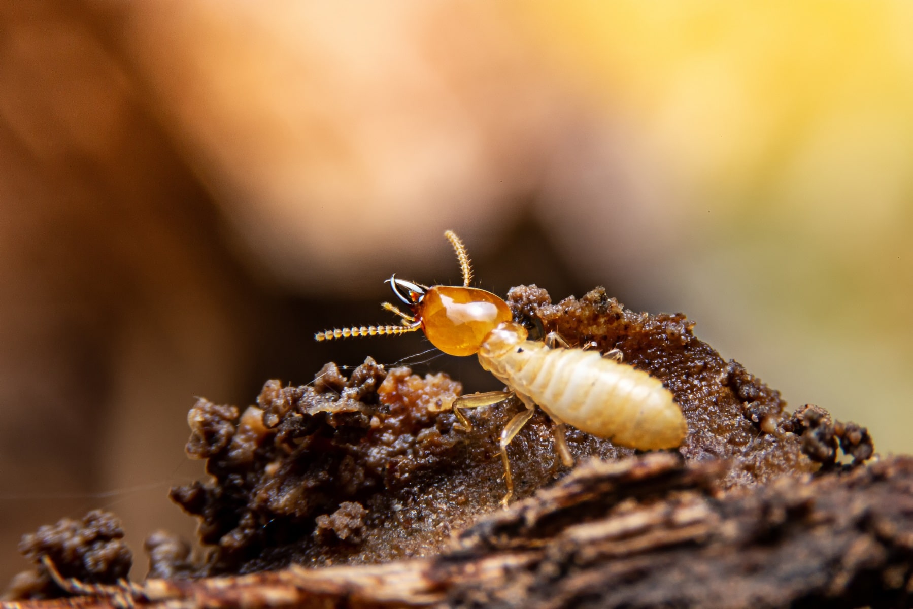 Does DIY Termite Control Work? · ExtermPRO