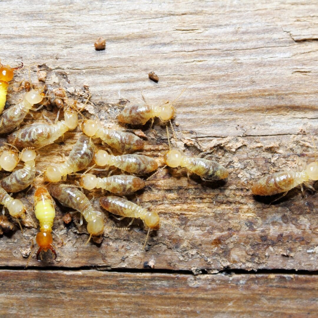 Preparing for Termite Swarmers · ExtermPRO