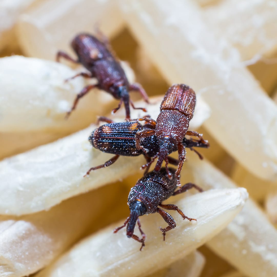 Pantry Pest Control in Virginia with ExtermPRO