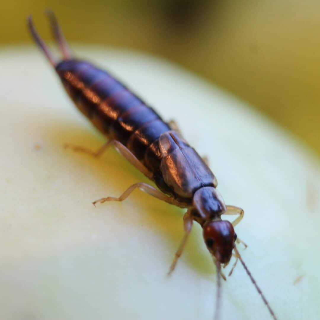 What Do Bugs Think of Heat? · ExtermPRO