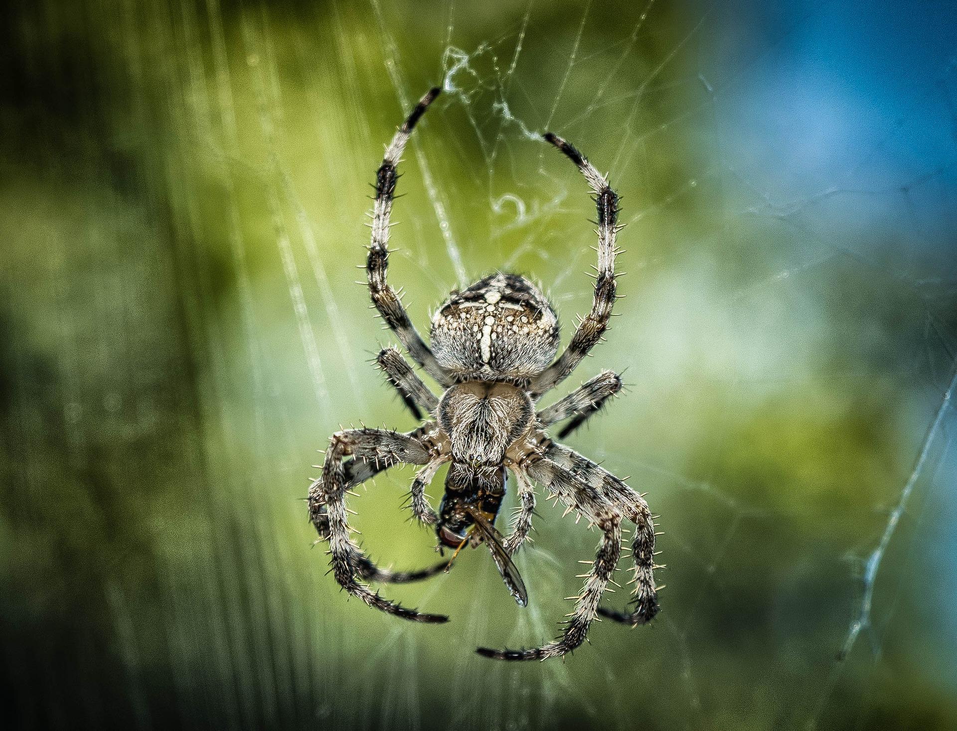 Should You Use Spiders as Natural Pest Control in Northern Virginia ...