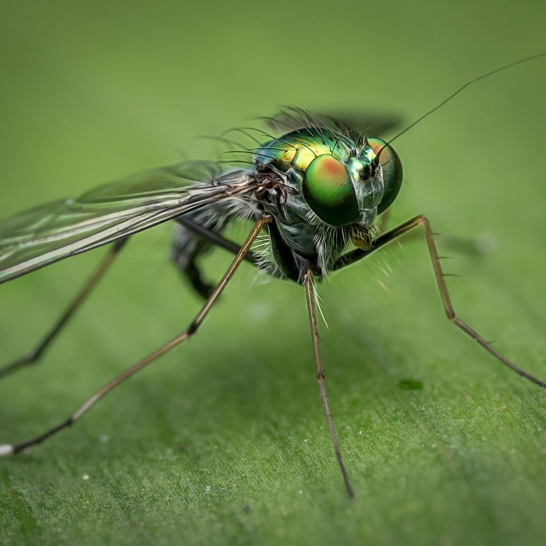 How to Manage the Different Types of Flies in Northern Virginia · ExtermPRO