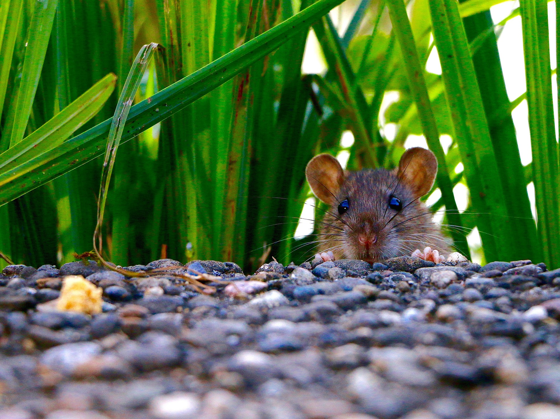 Dealing with Outdoor Rat Problems at Your Home in Northern Virginia ...