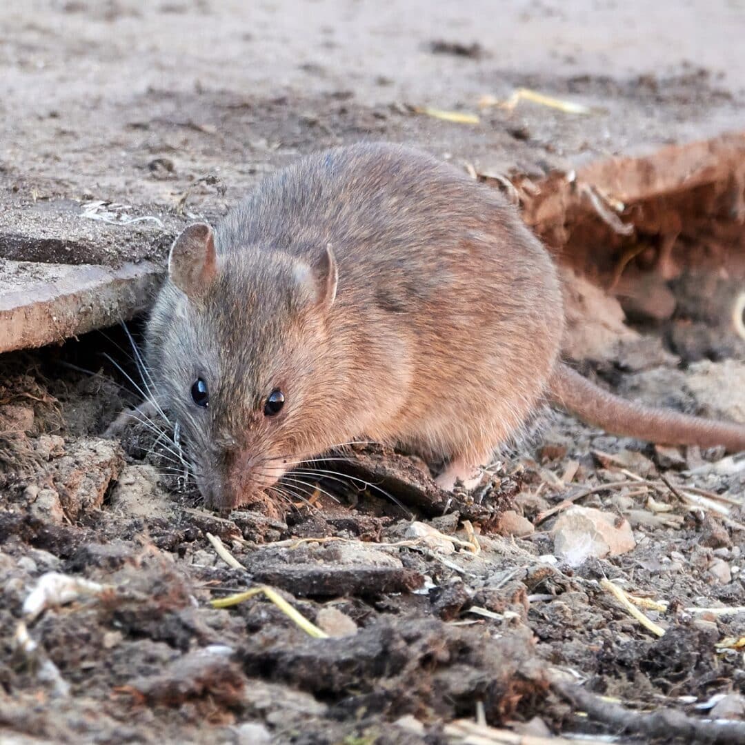 Rat Control and Rat Removal in Warrenton, Centreville, Gainesville, and ...