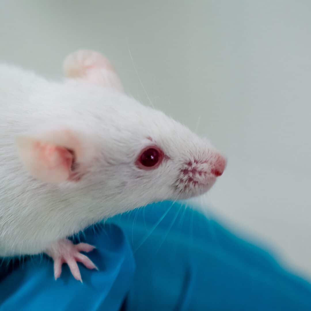 Mice are Naturally Destructive Rodents Because They Have to Be · ExtermPRO