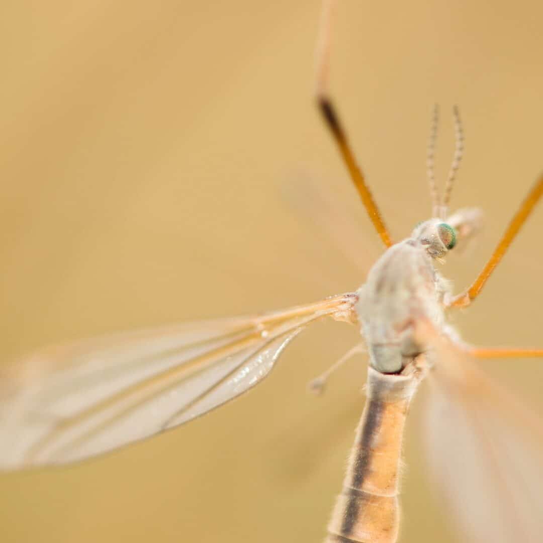 Quick Facts About Mosquitoes and Mosquito Bites · ExtermPRO