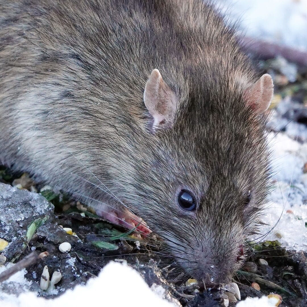 Assorted Rat Facts and How They Affect Pest Control · ExtermPRO