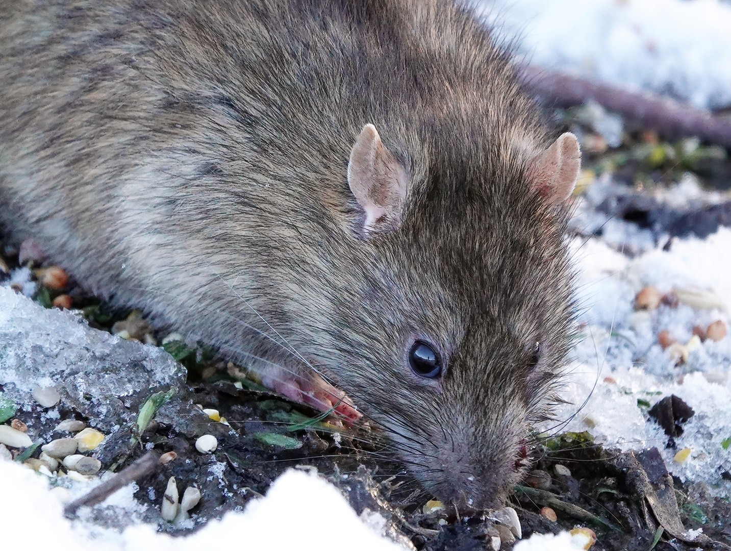 Assorted Rat Facts and How They Affect Pest Control · ExtermPRO