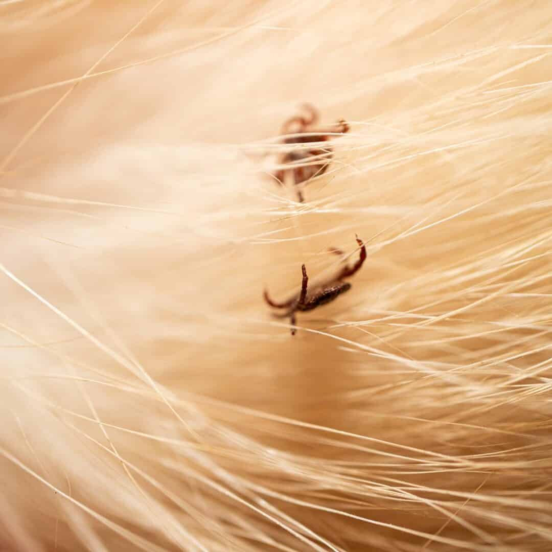 What is Flea Dirt? · ExtermPRO