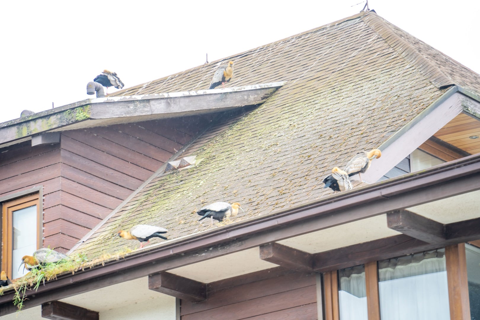 What Is the Best Roofing Material for Pest Prevention? · ExtermPRO