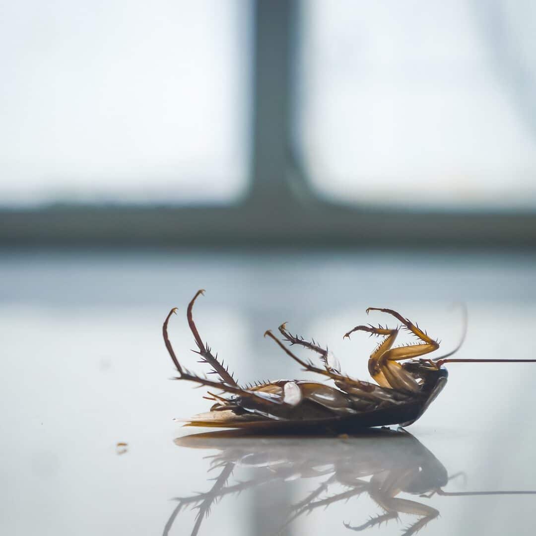 What Cockroaches Live Inside the Home and Which Ones Are Mostly Outdoor ...