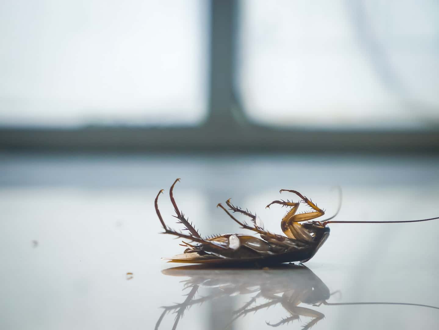 What Cockroaches Live Inside the Home and Which Ones Are Mostly Outdoor ...