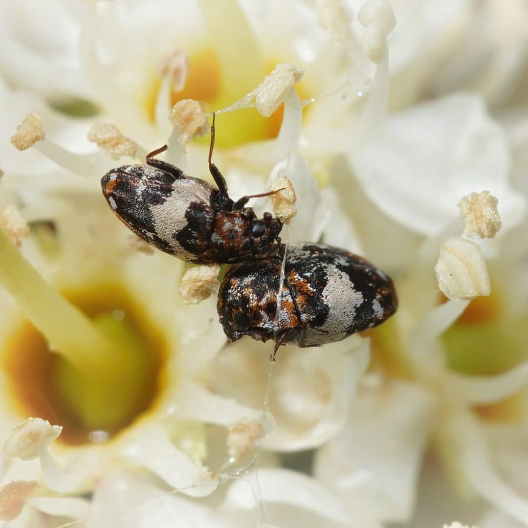 Not Bed Bugs: Other Random Bugs You May Find in Your Bed · ExtermPRO