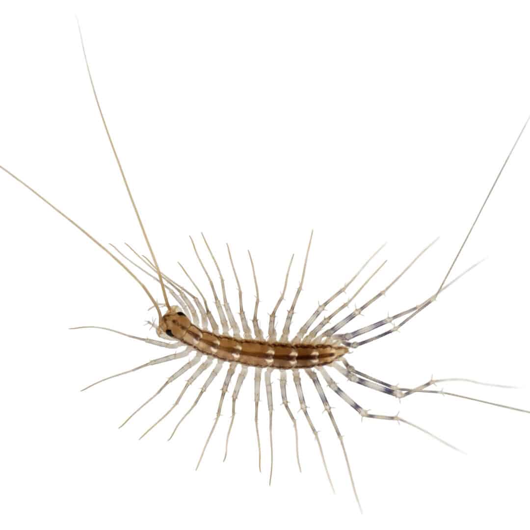 How to Safely Catch House Centipedes and Place Them Outside · ExtermPRO