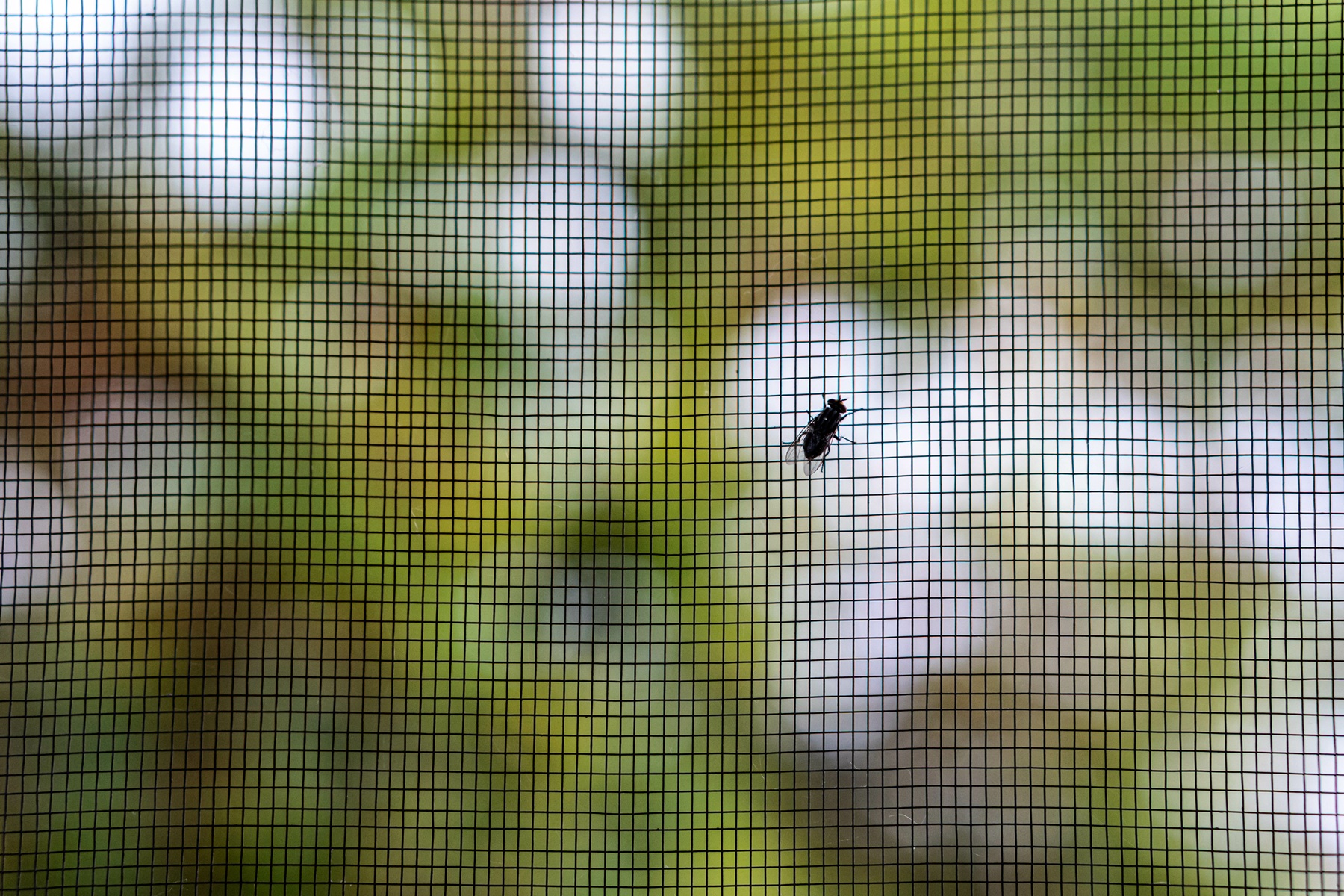 How Do Bugs Get in My Window When I Have a New Mesh Window Screen ...